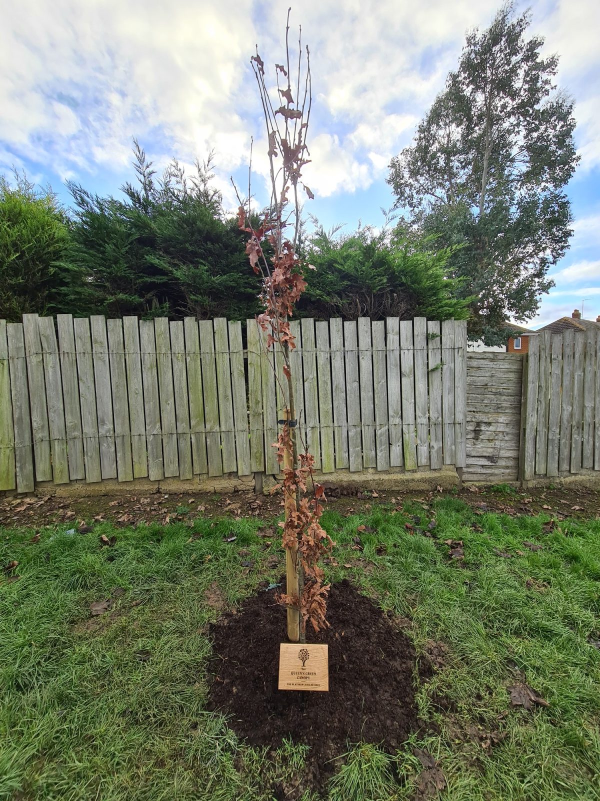 Expert Tree Planting Advice & Design for Urban Forests